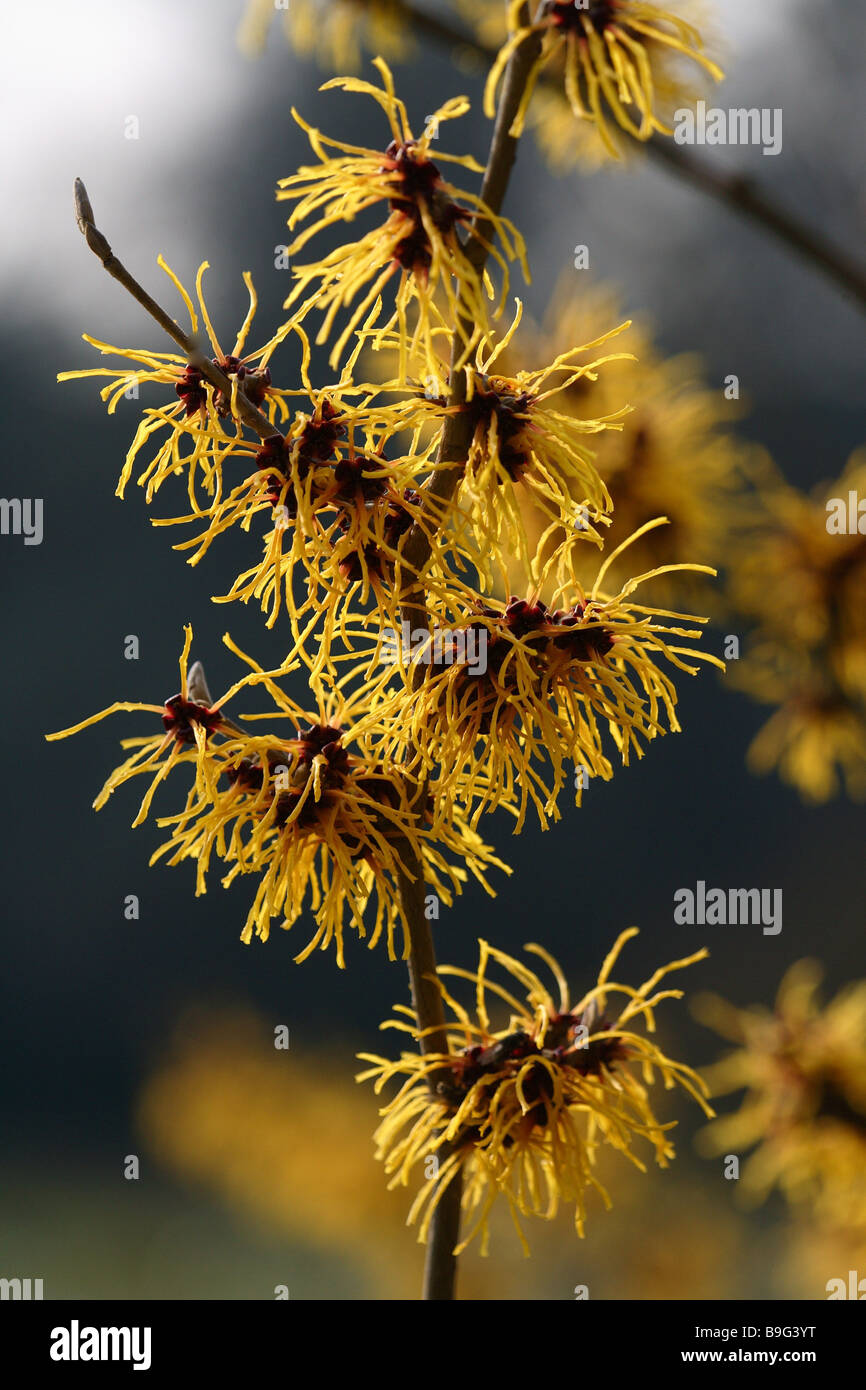 witch-hazel Hamamelis vernalis spec Stock Photo - Alamy