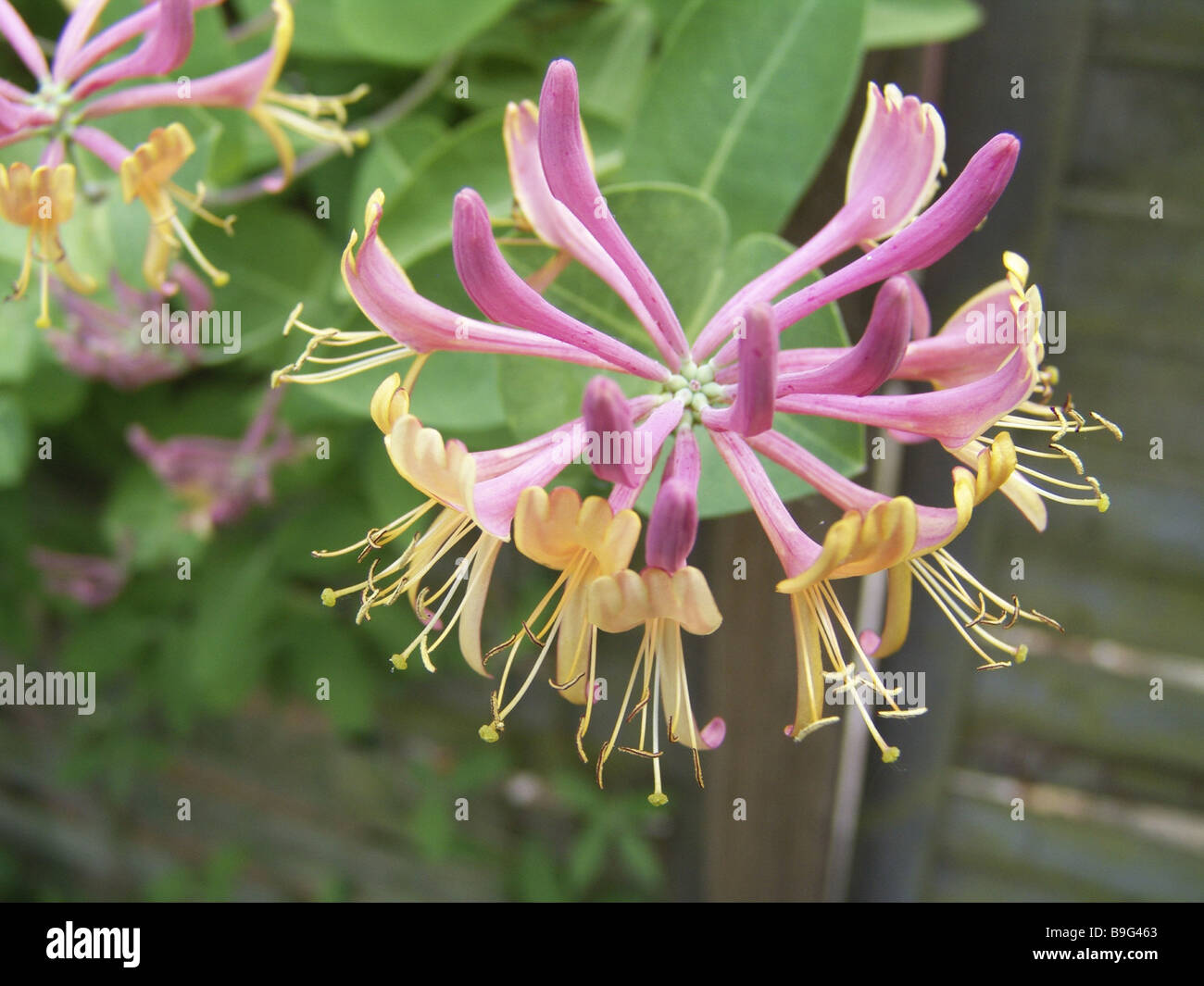 Ornamental shrub honeysuckle bloom close-up honeysuckle-bloom leaves ...