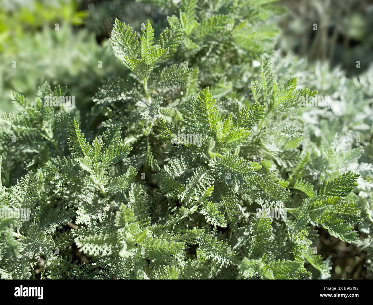 Mean vermouth Artemisia absinthium leaves close-up plants salvation ...