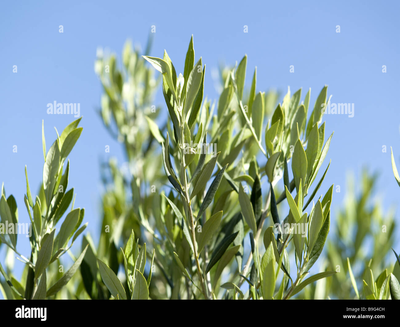 Olive tree Olea europaea detail branches leaves heaven plants culture ...