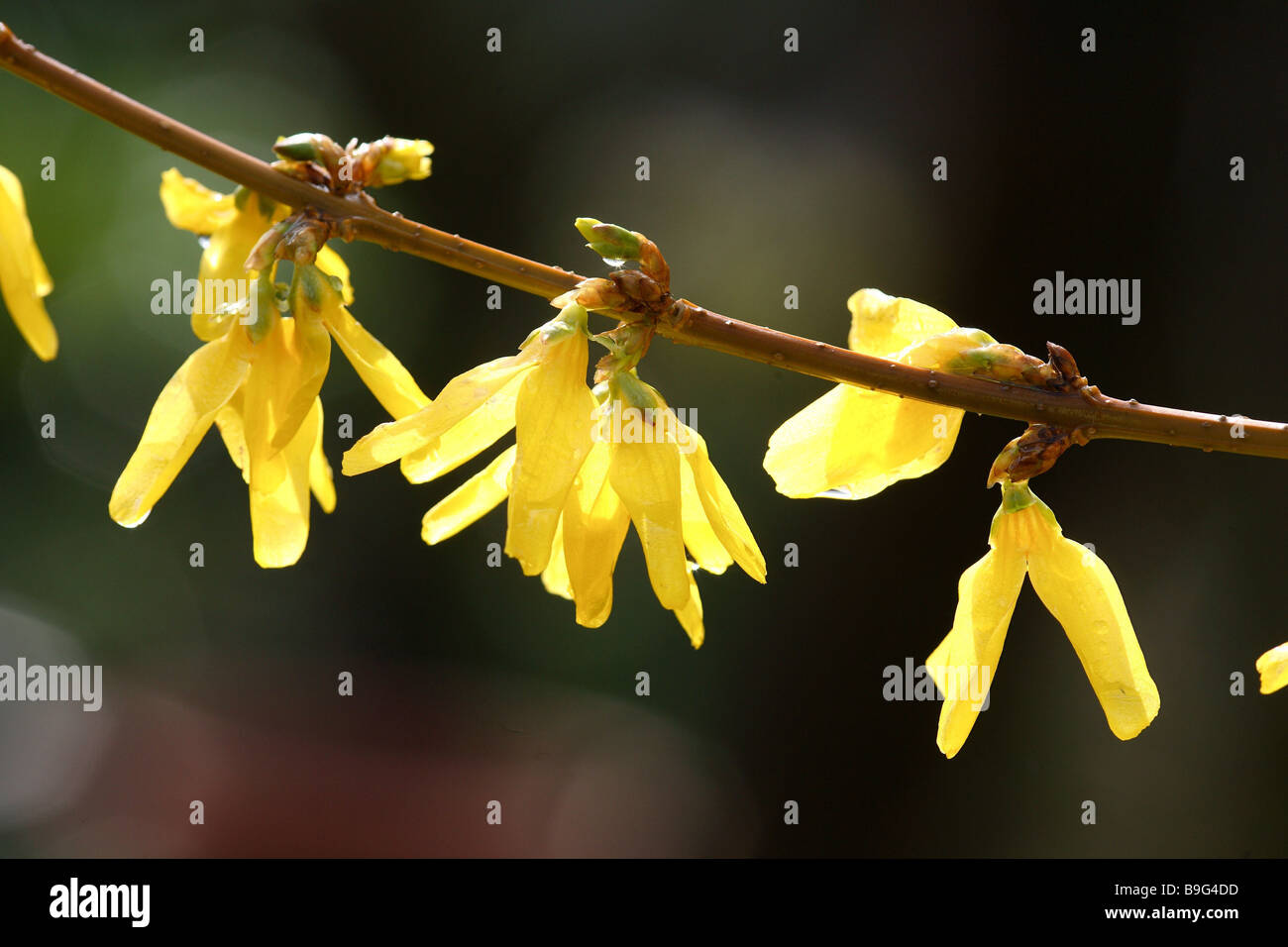 Forsythia Forsythia suspensa branch bloom Stock Photo - Alamy