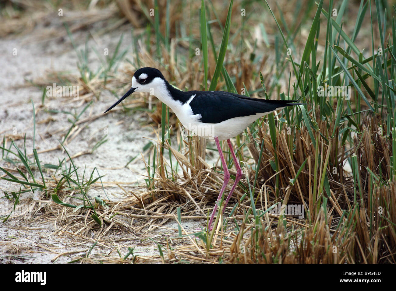 Stilt runners hi-res stock photography and images - Alamy