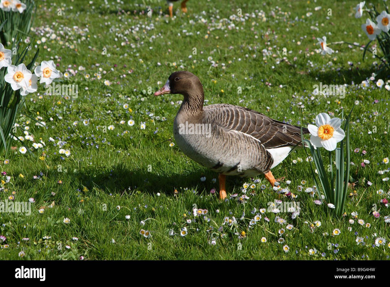Dwarf-goose Anser erythropus flower meadow Stock Photo - Alamy