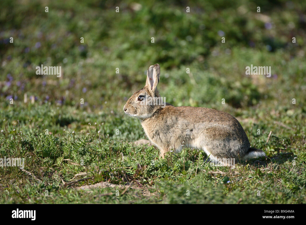 European Rabbits Oryctolagus cuniculus Stock Photo - Alamy