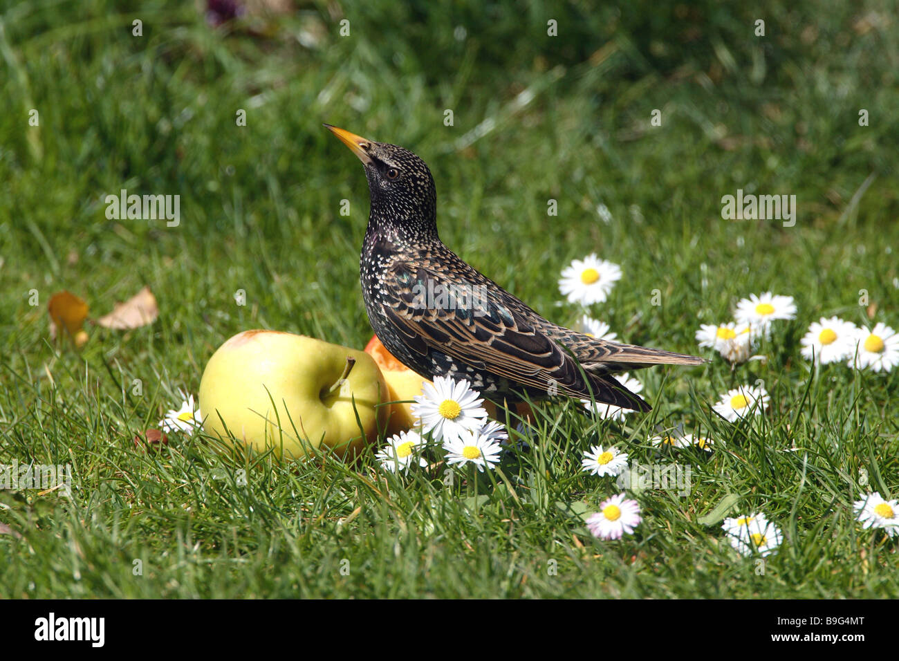Fruit bird feed apples hi-res stock photography and images - Alamy