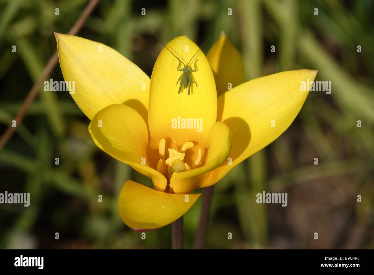 Tulip bloom yellow locust Stock Photo - Alamy