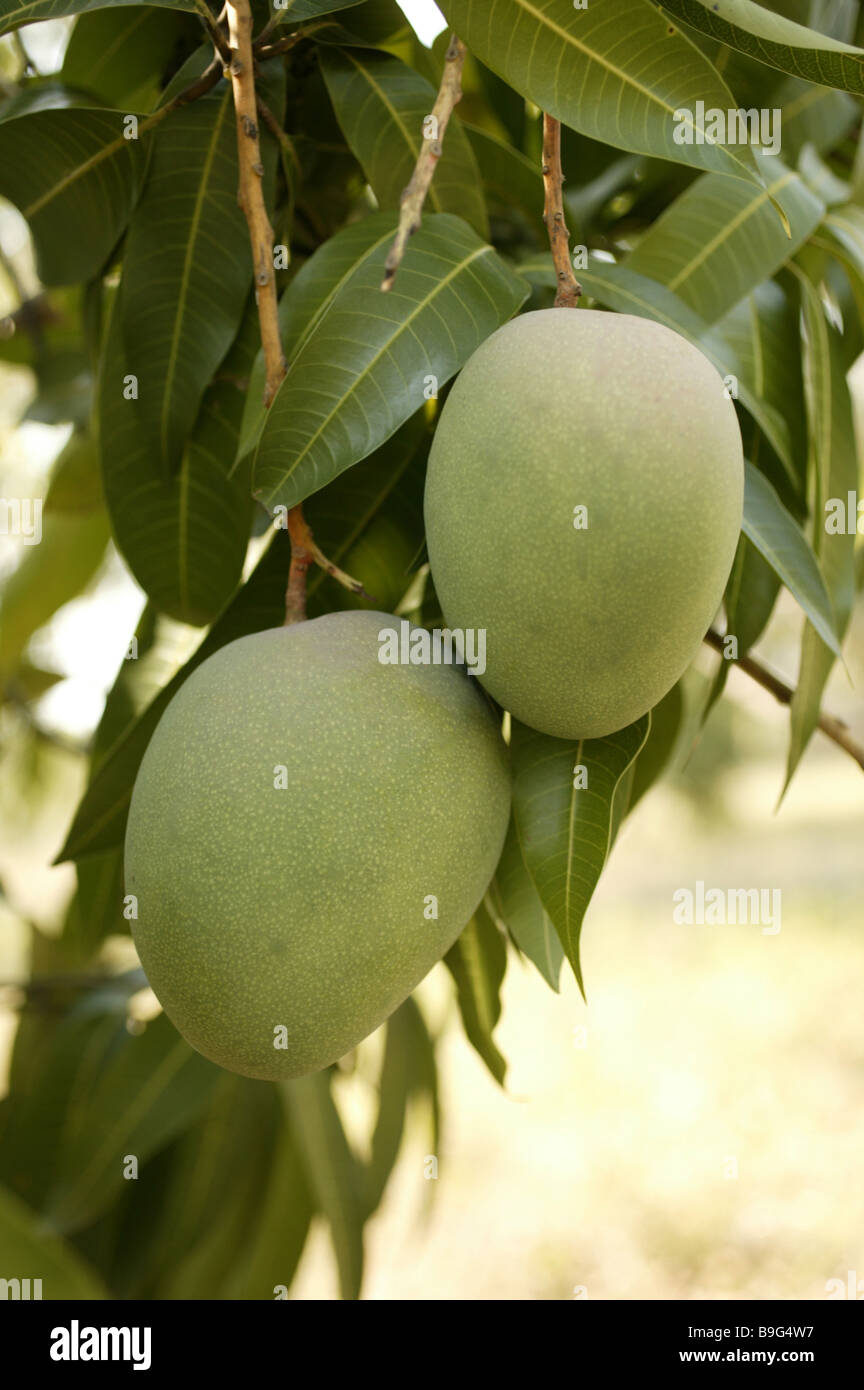 Cuba mango tree fruits hi-res stock photography and images - Alamy