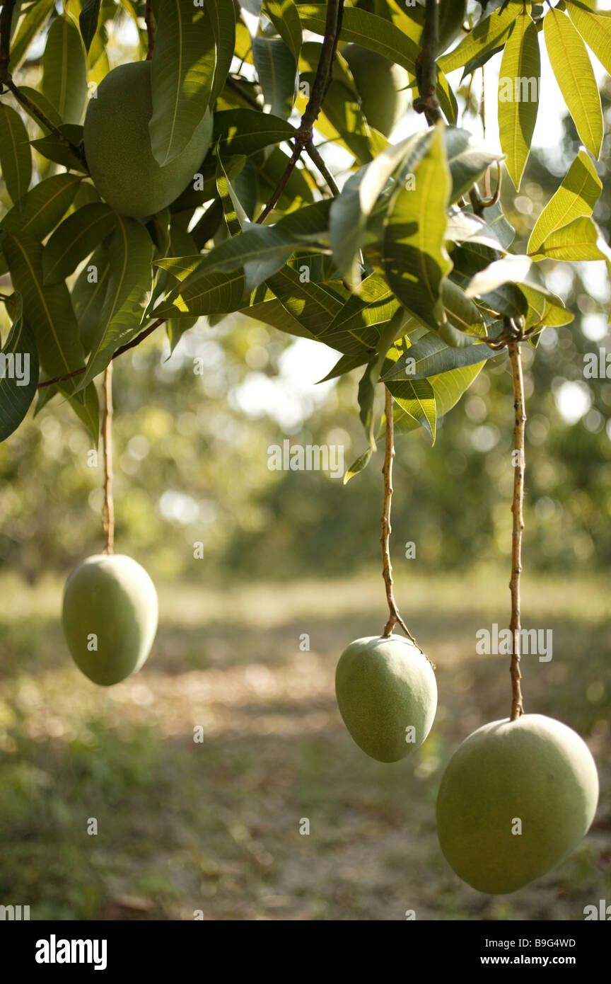 Cuba mango tree fruits hi-res stock photography and images - Alamy