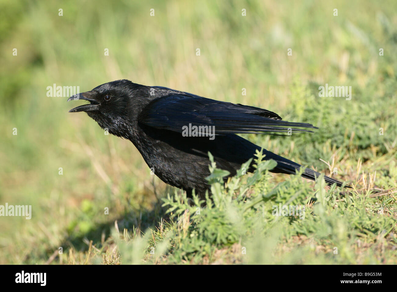 Raven courtship behavior hi-res stock photography and images - Alamy