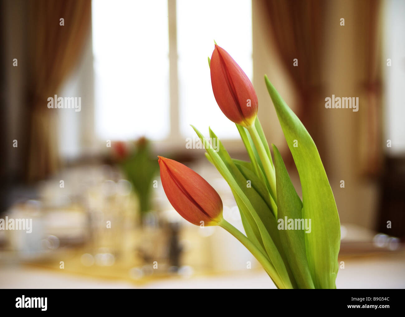 Rooms table flower-bouquet covered tulips blur Living room dining rooms ...