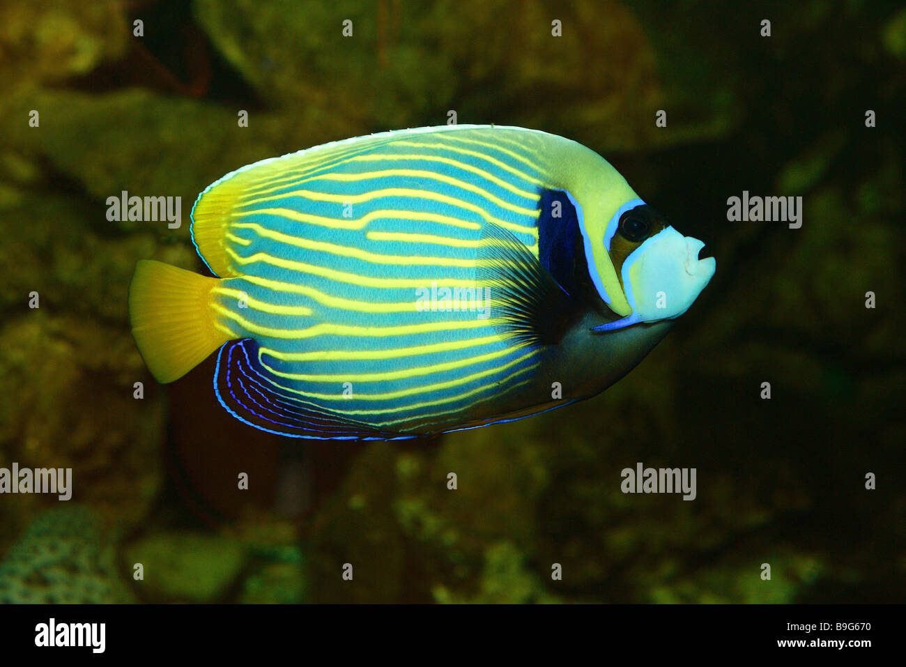 Imperator kaiserfisch pomacanthus imperator hi-res stock photography ...