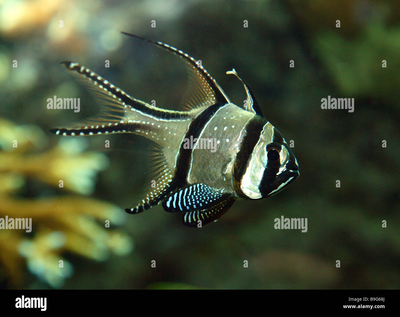 Banggai cardinal-fish Pterapogon kauderni animal fish sea-bull ...