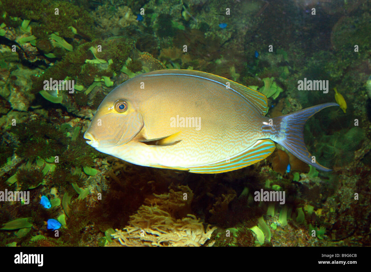 Gelbflossen doktorfisch hi-res stock photography and images - Alamy