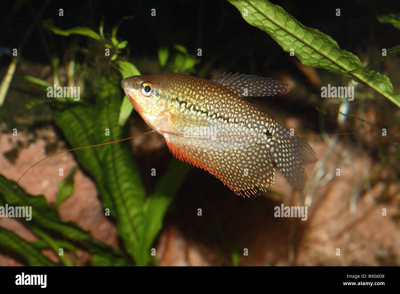 Aquarium mosaic-thread-fish Trichogaster leeri at the side animal fish ...