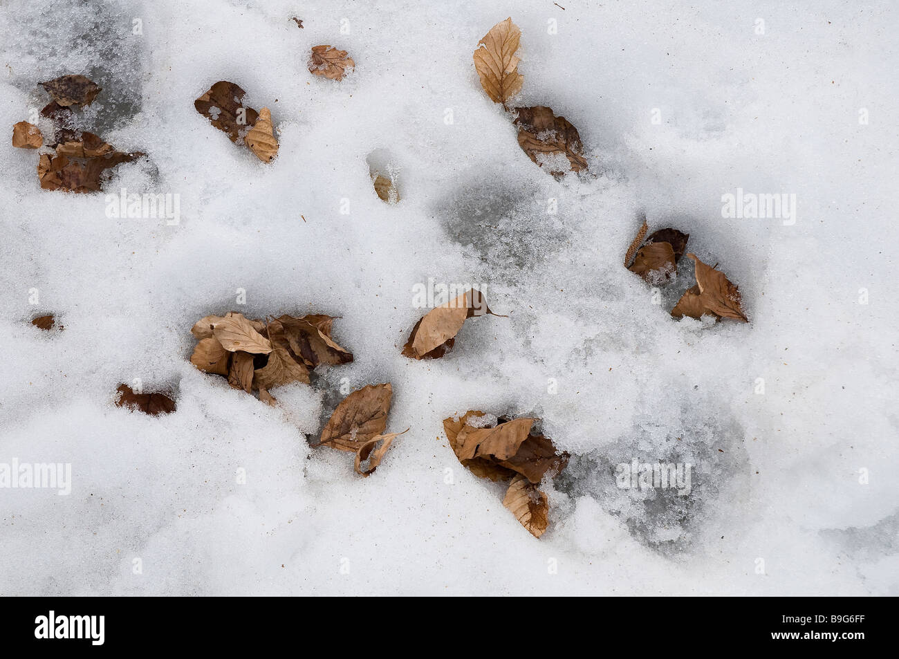 foliage in the snow Stock Photo - Alamy