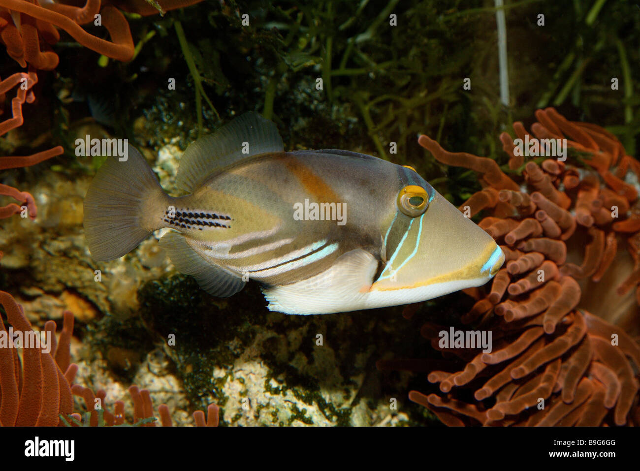 Picasso handle fish hi-res stock photography and images - Alamy