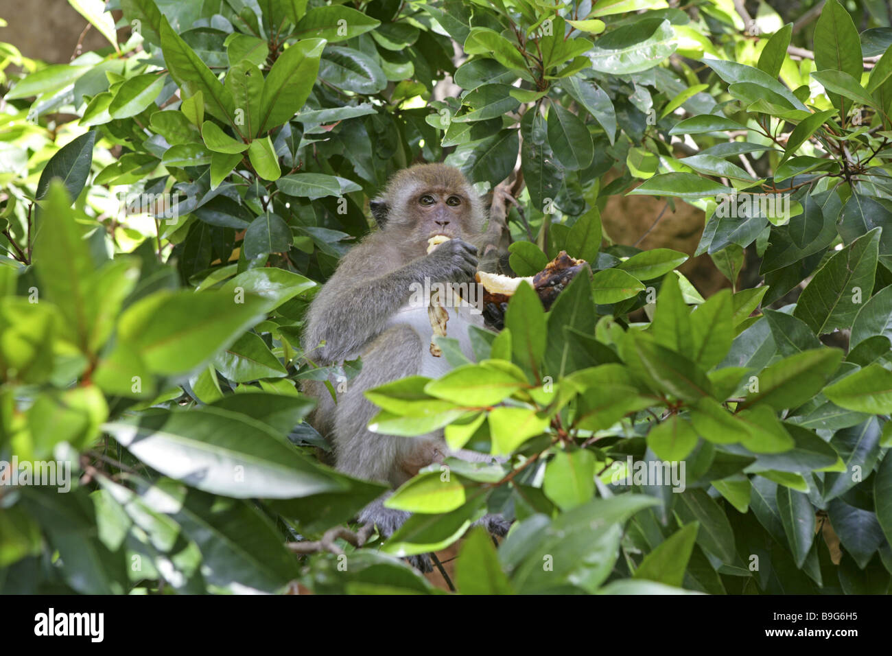 Thailand Krabi Phang Nga bay Railay beach tree monkey Monkey monkeys ...