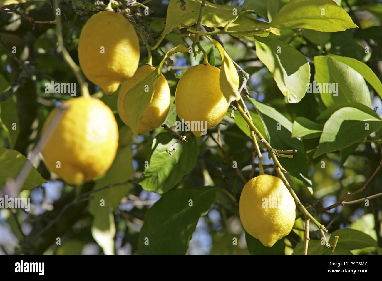 Spain Majorca lemon-tree detail branch fruits lemons Cultivation ...