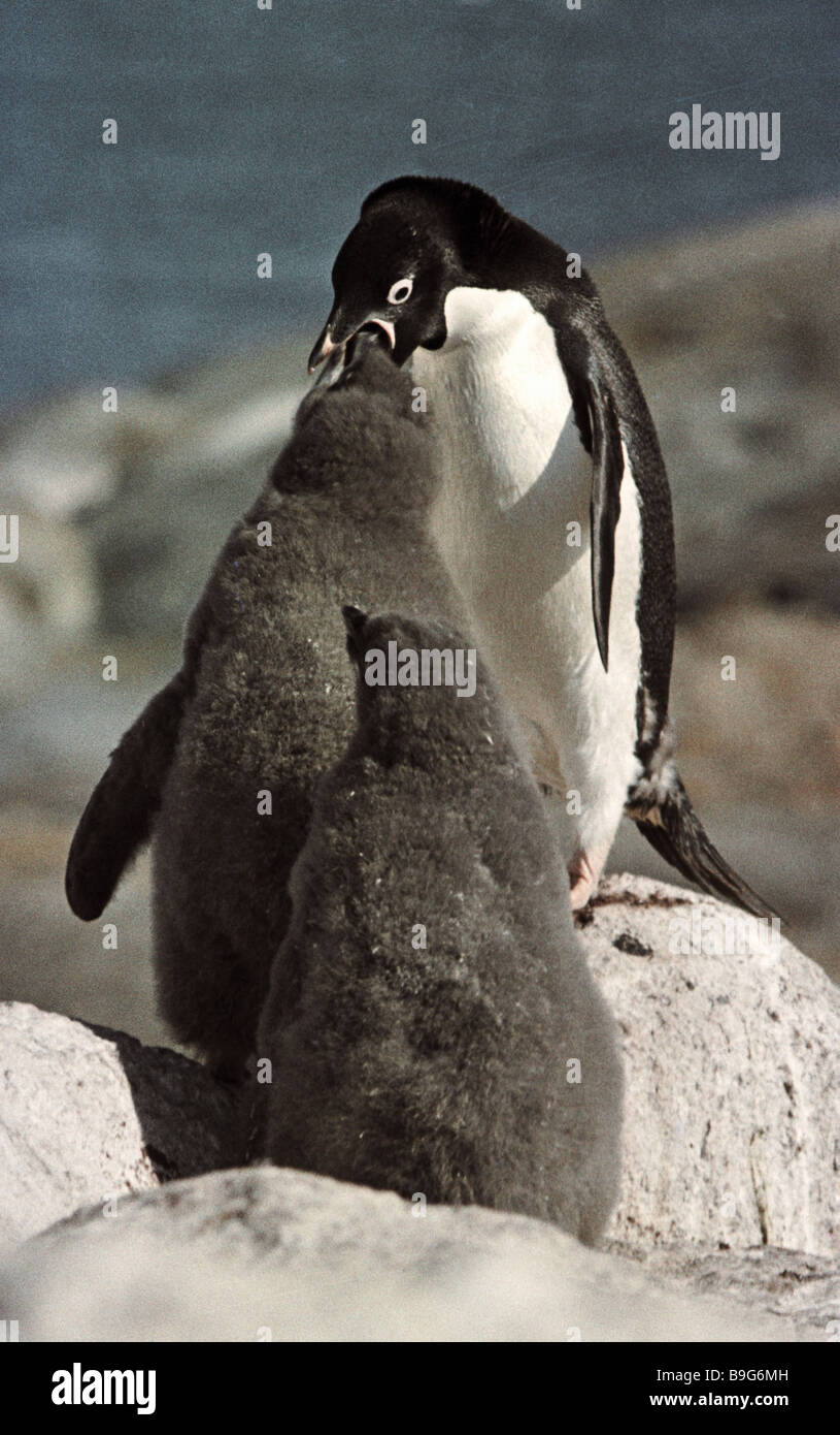 Female penguin feeds chicks Stock Photo - Alamy