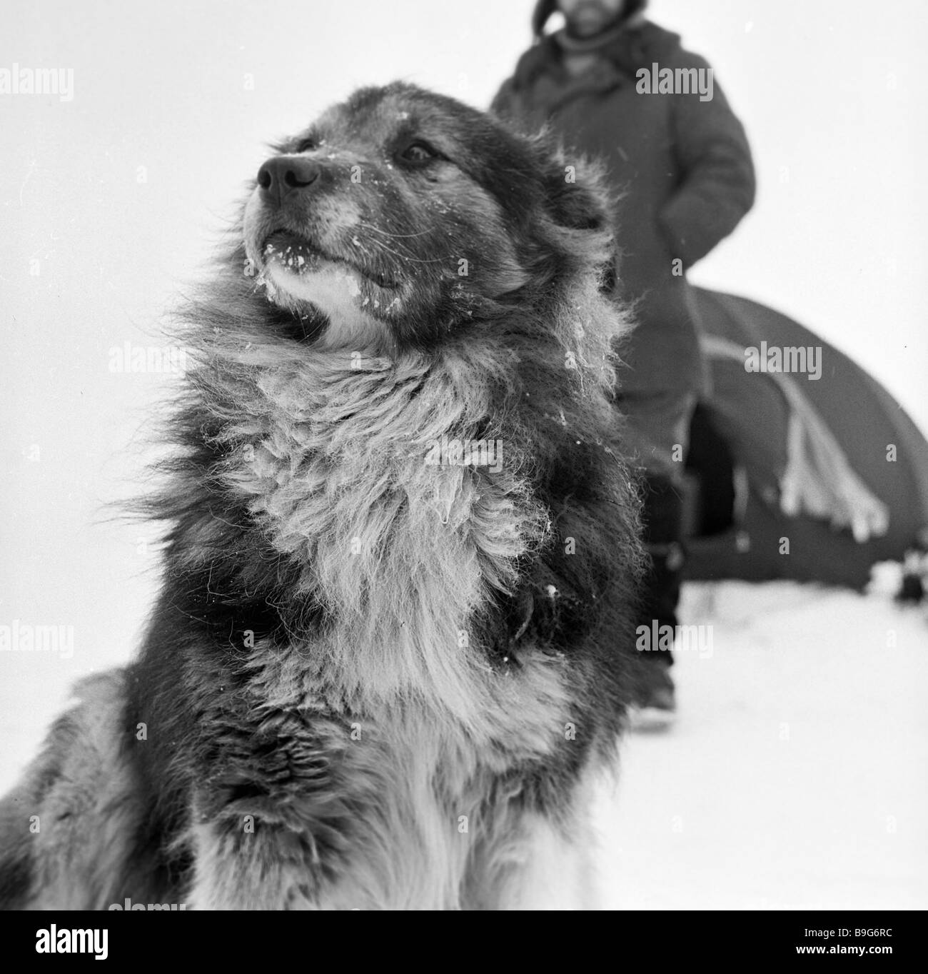 A bear hound pet of the North Pole 17 Soviet drifting research station ...