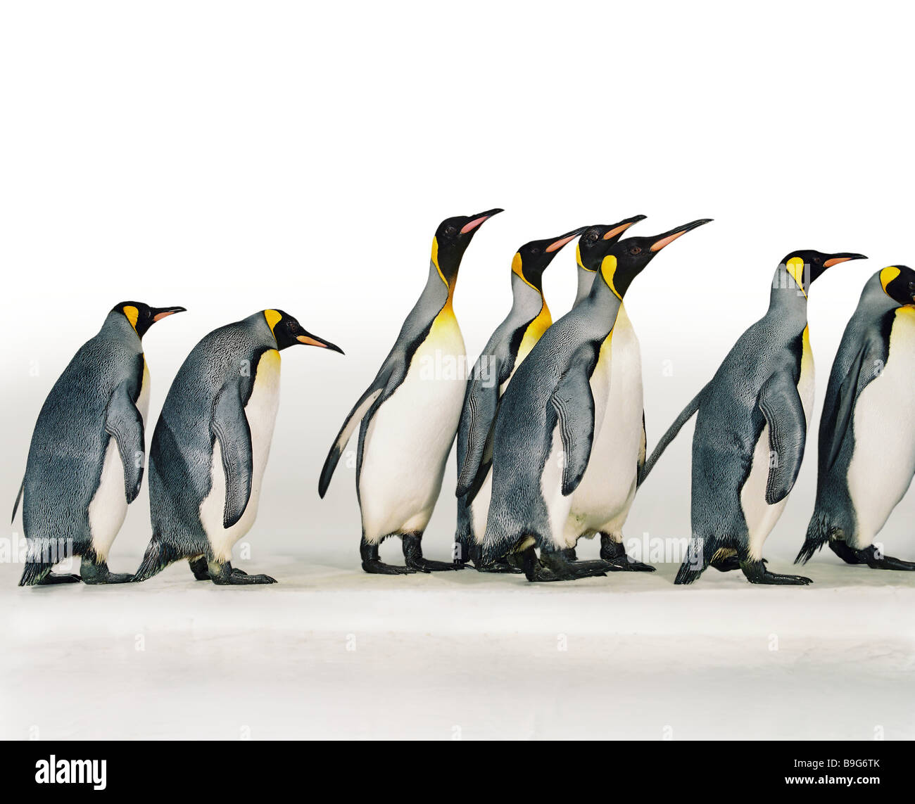 King-penguins side-view animals birds seabirds Aptenodytes penguins ...