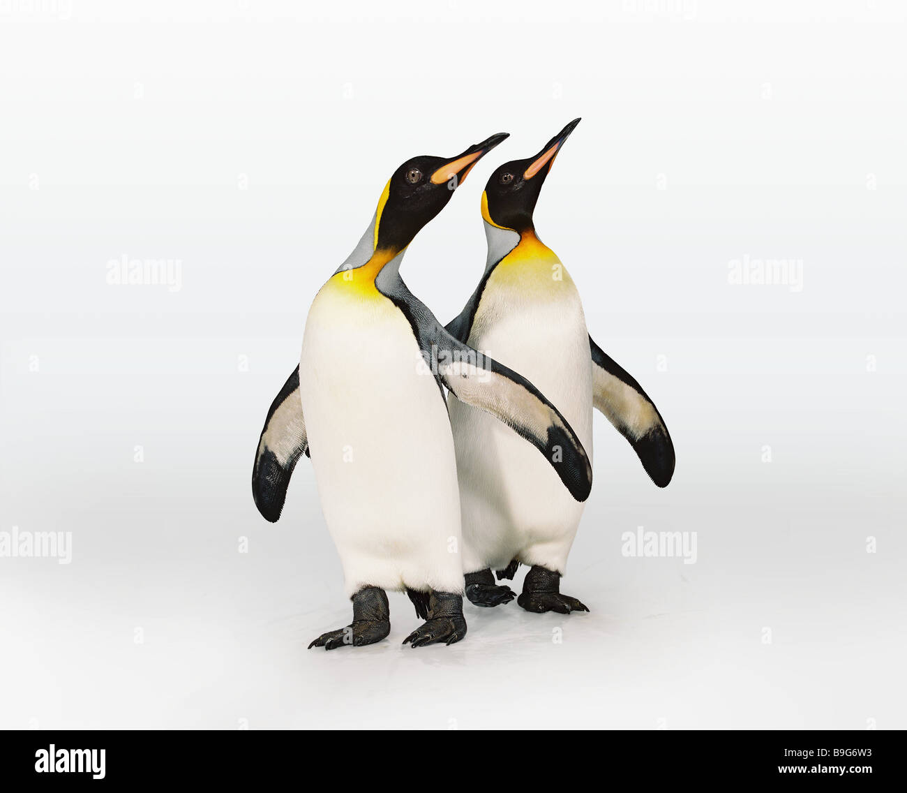 King-penguins animals birds seabirds Aptenodytes penguins two pair ...