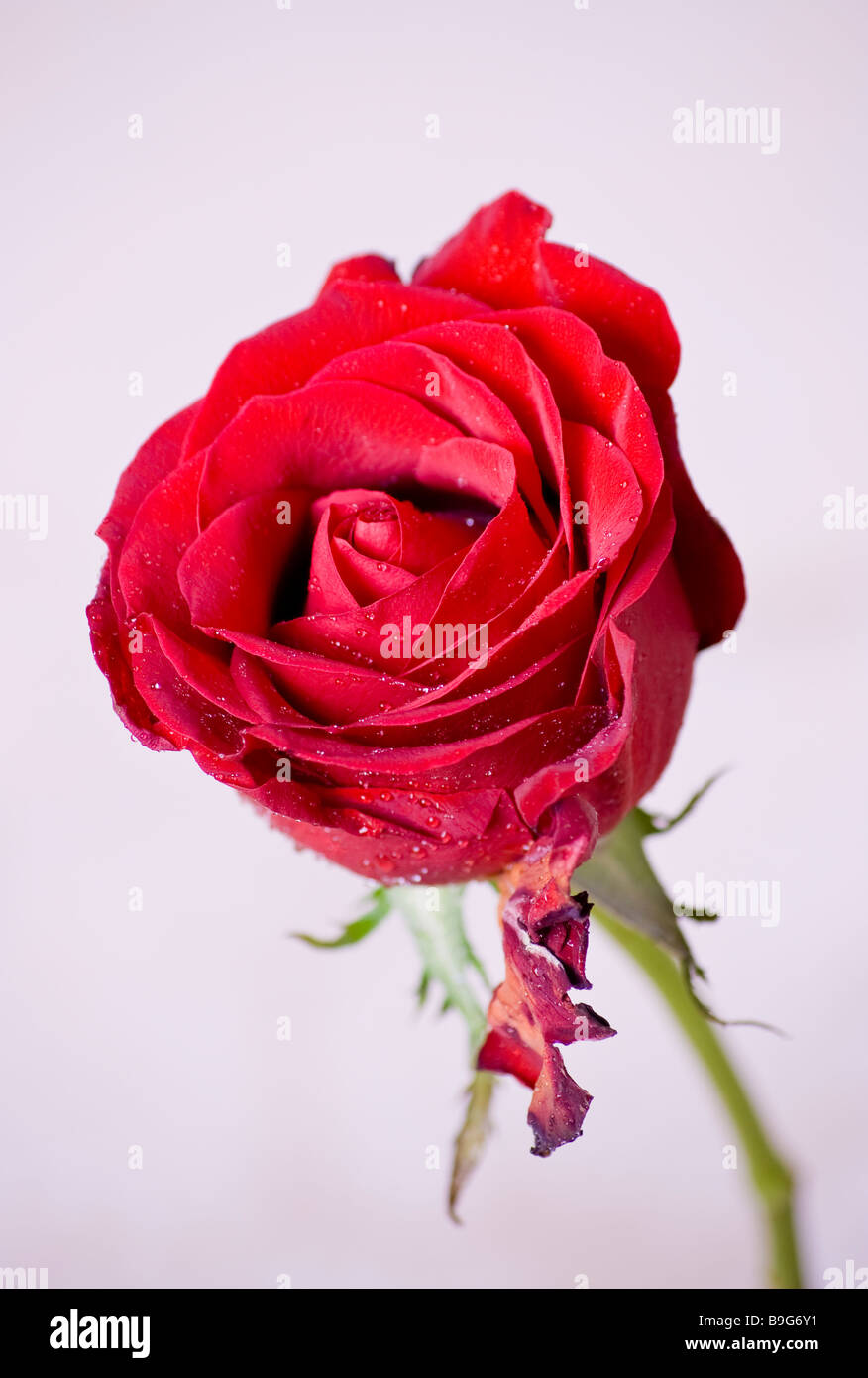 Layers of rose petals hi-res stock photography and images - Alamy