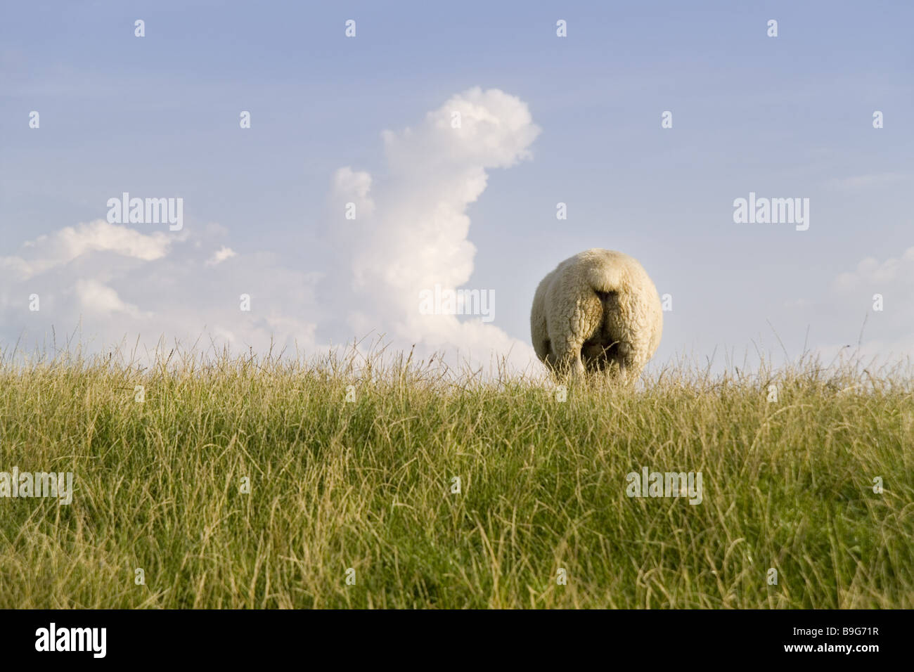 Sheep meadow back view detail Stock Photo - Alamy
