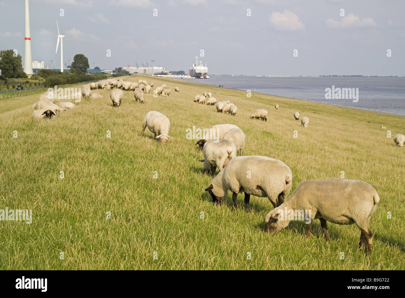 Dike sheep house-sheep grazes species-appropiated outsides dam dike ...