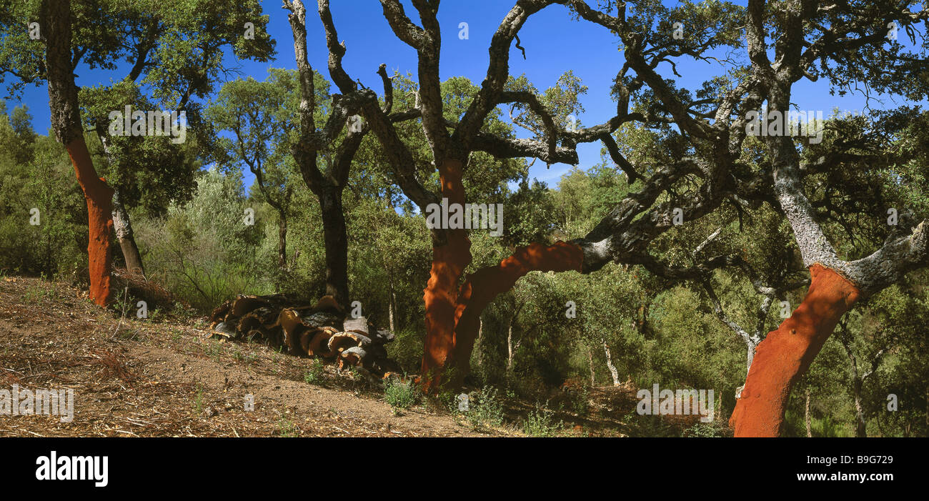 Italy island Sardinia cork-oaks Sardinia reaped destination culture ...