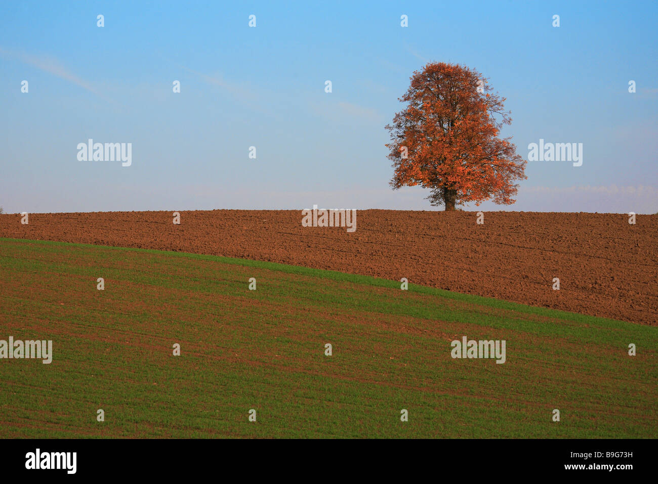 Limetree in autumn Stock Photo - Alamy