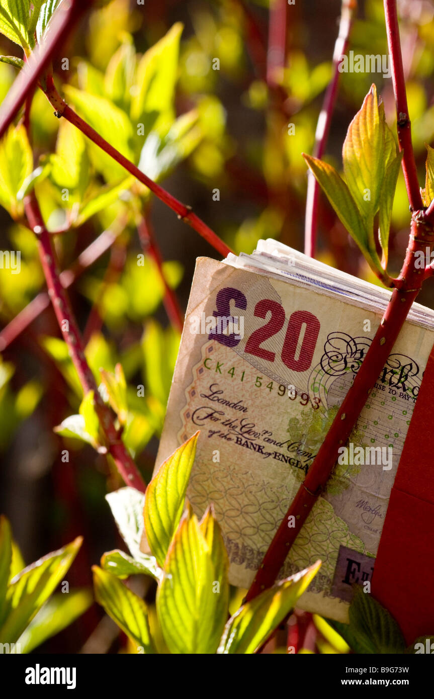 Money tree pounds hi-res stock photography and images - Alamy