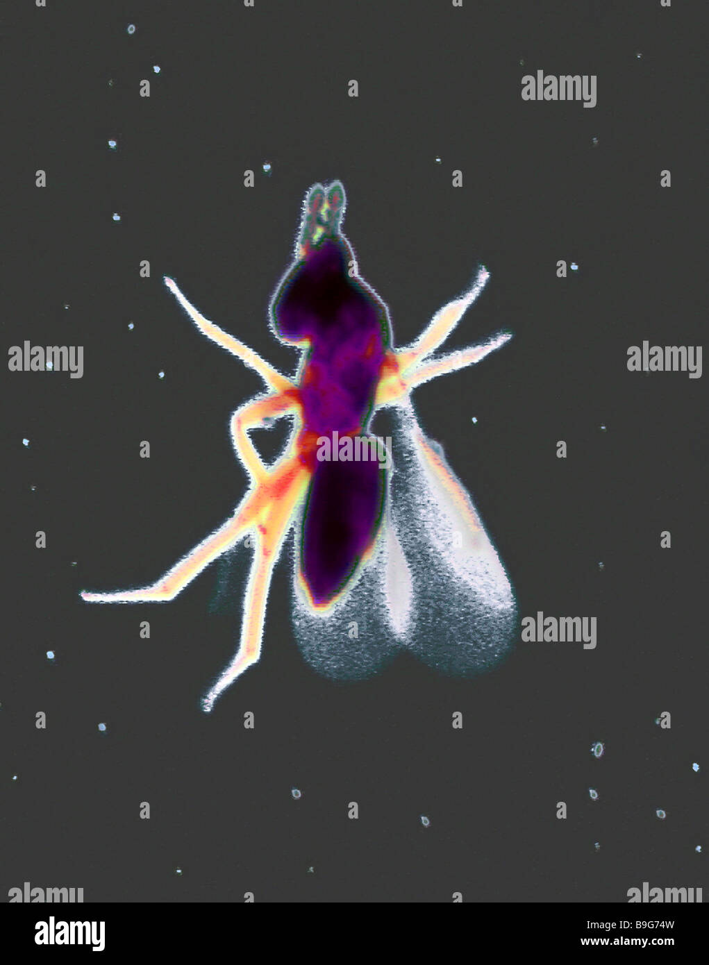 Matter zoology hi-res stock photography and images - Alamy