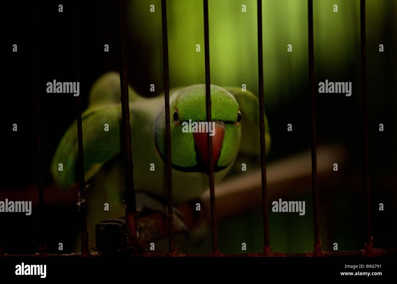 Still life with a parrot hi-res stock photography and images - Alamy