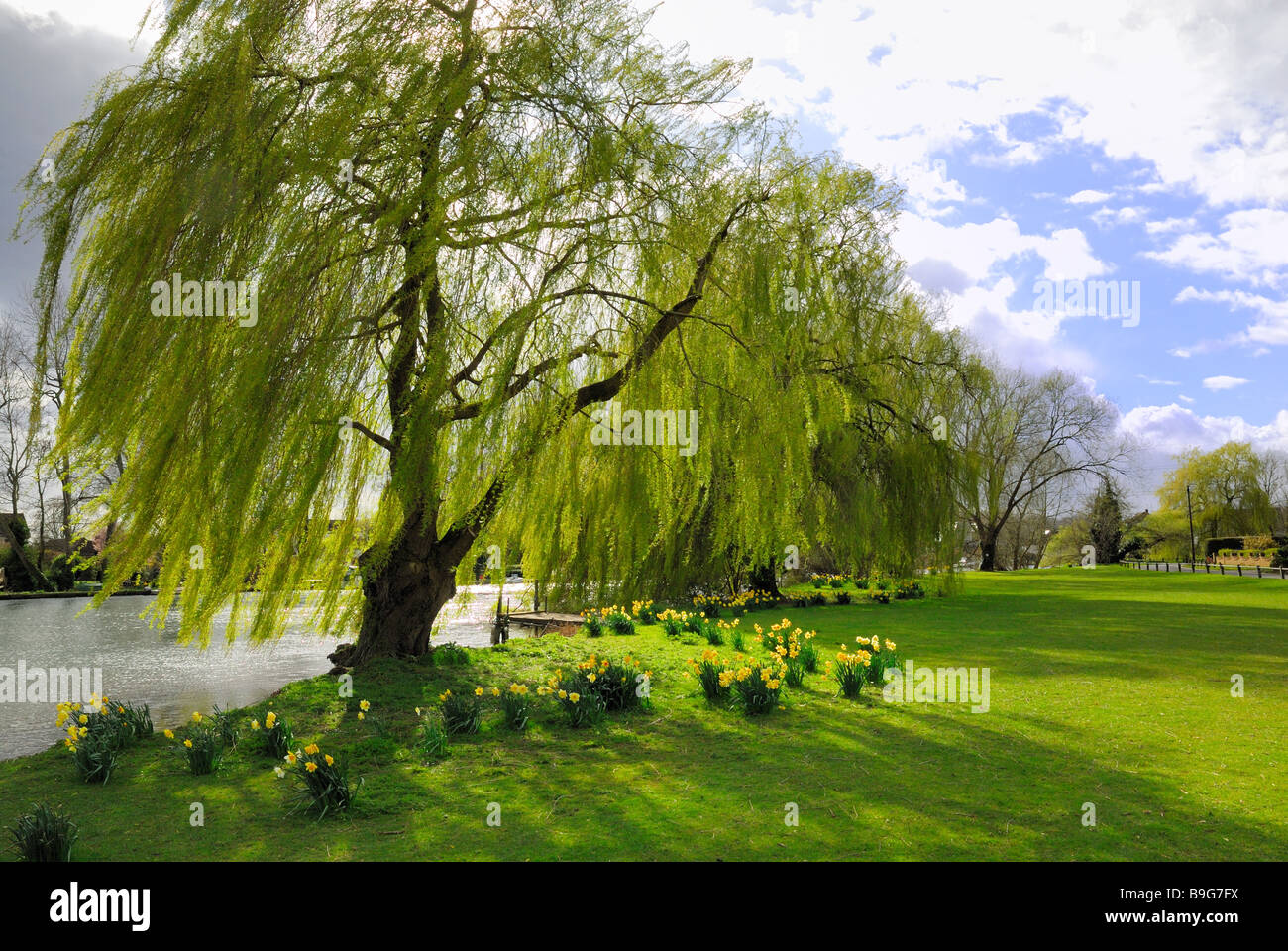 Willow tree river spring hi-res stock photography and images - Alamy