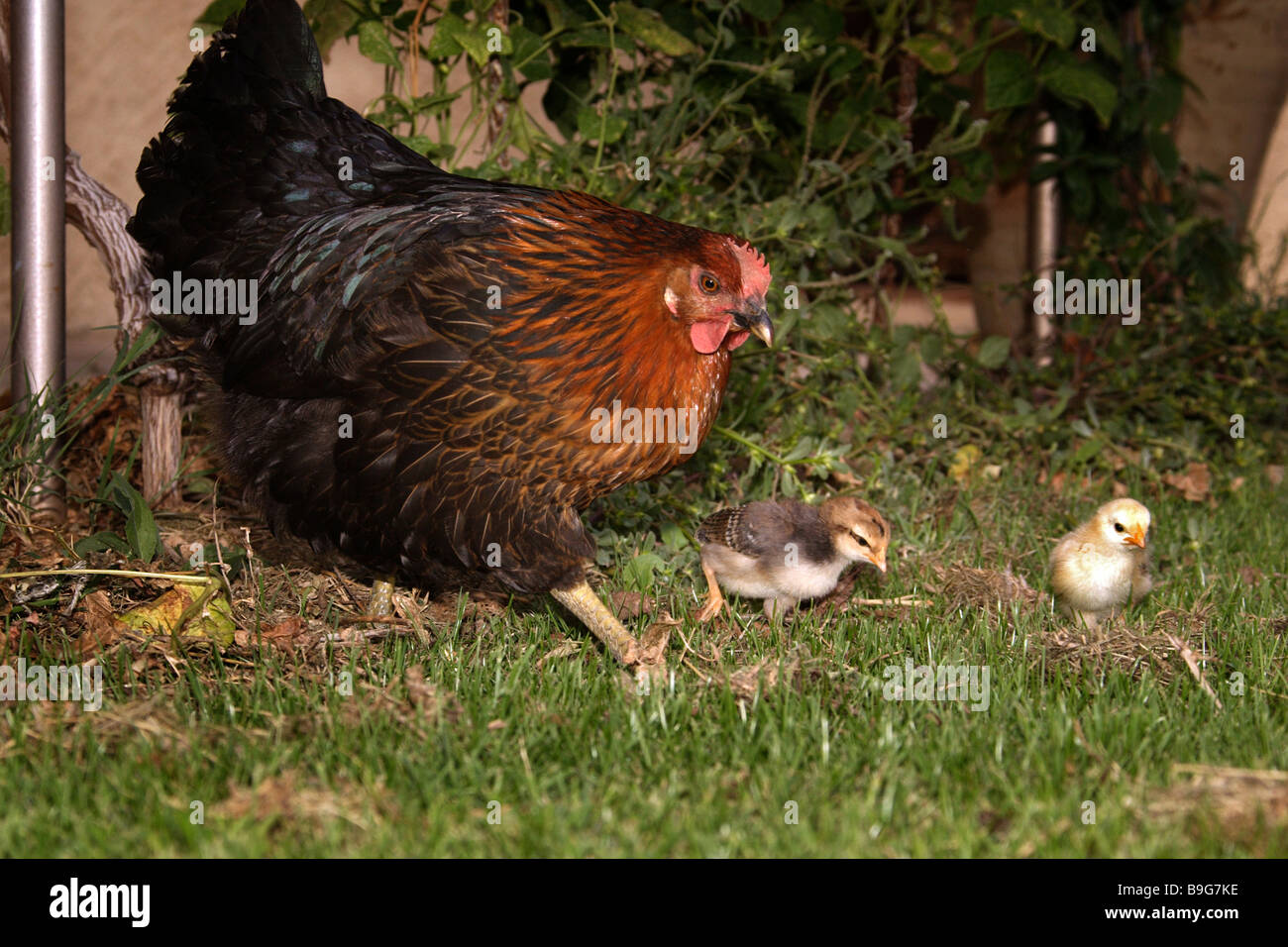 Domestic Chicken (Gallus gallus domesticus), hen with chicks Stock ...