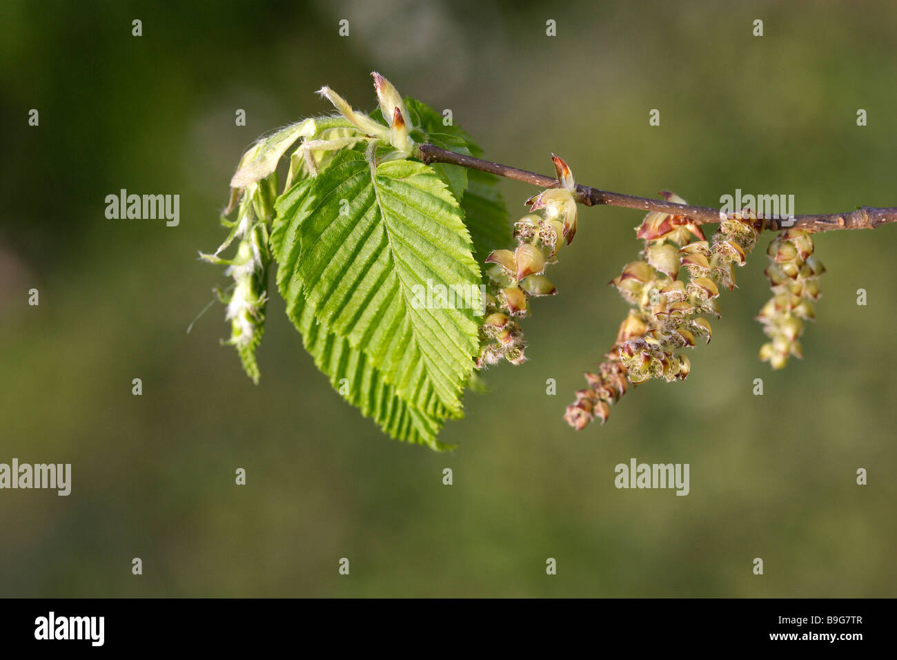 Common Hornbeam, European Hornbeam (Carpinus betulus), twig with ...