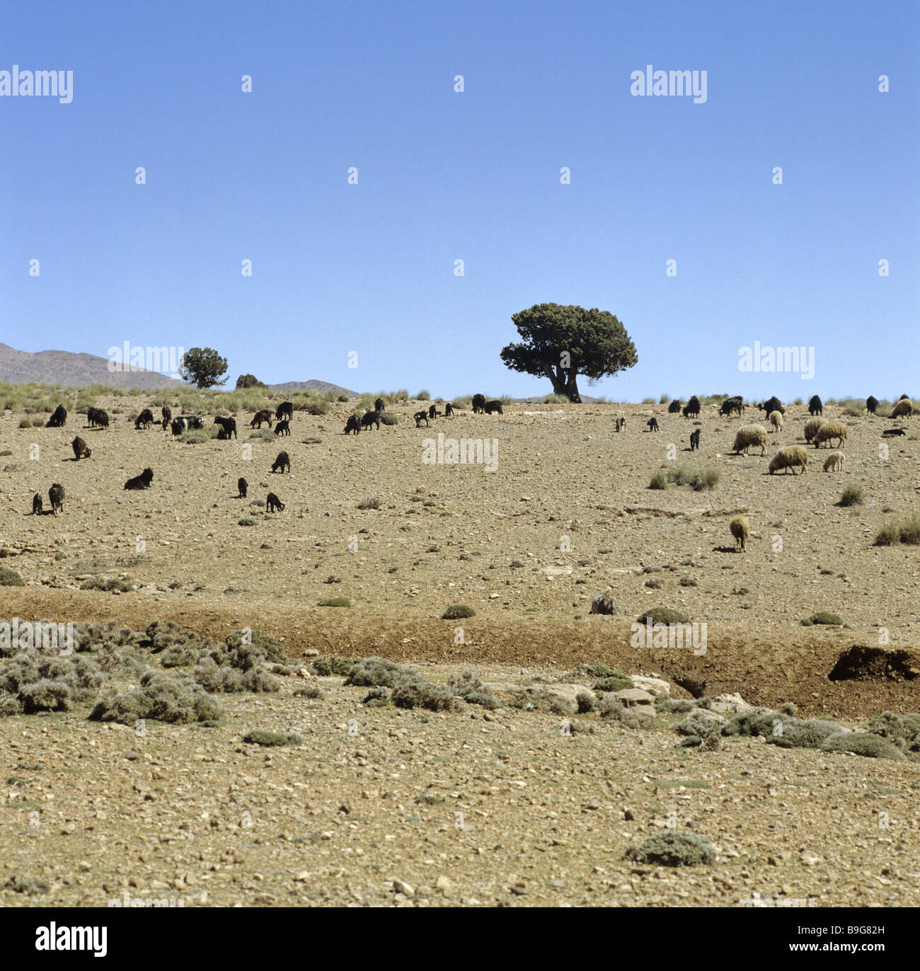 Sahara desert morocco sheep hi-res stock photography and images - Alamy