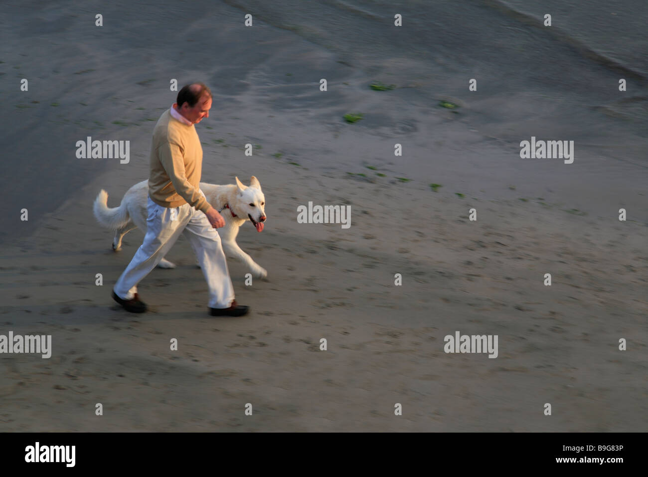 man with white Alsatian dog (German shepherd) walks at beach in Kilkee ...