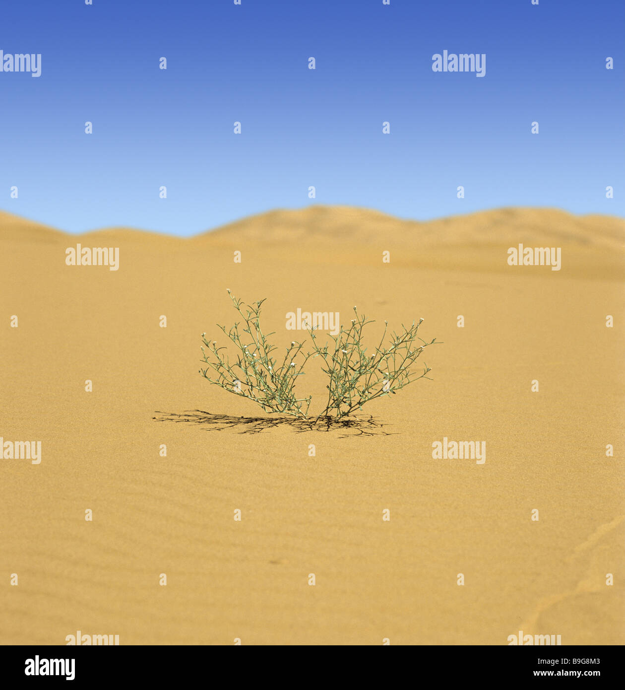 Morocco Sahara plant Stock Photo - Alamy