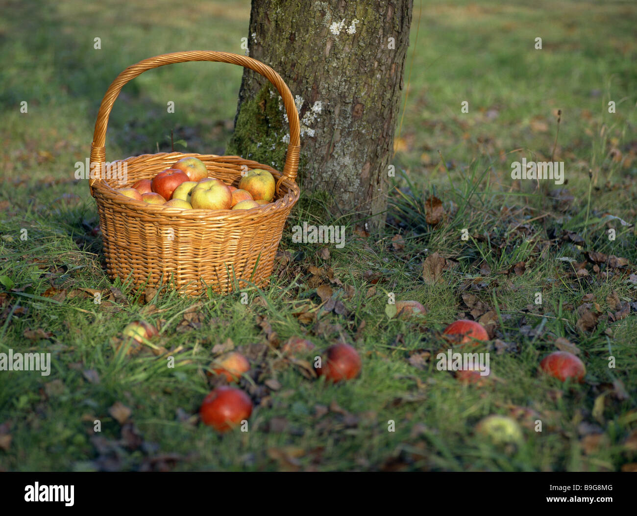 Meadow log detail basket apples organic orchards meadow with scattered ...