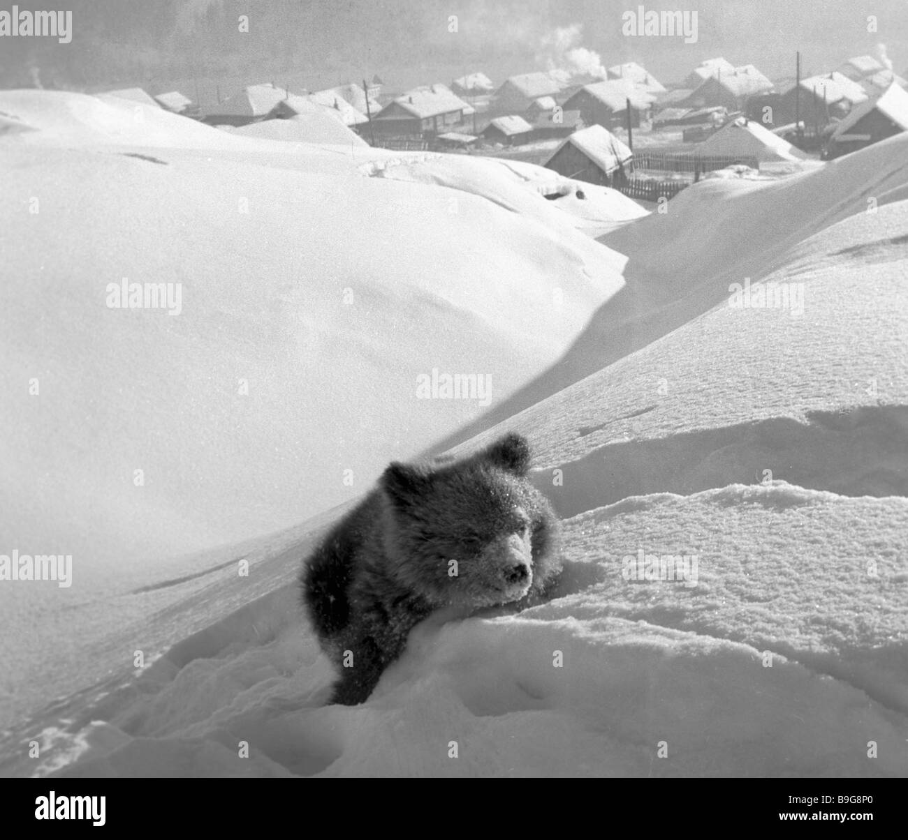 Bear cub prowling about on the village outskirts Volgograd Region Stock ...