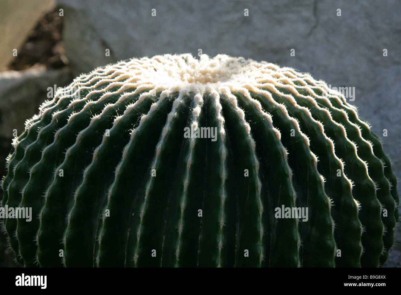 Spineless Cacti Stock Photos & Spineless Cacti Stock Images - Alamy