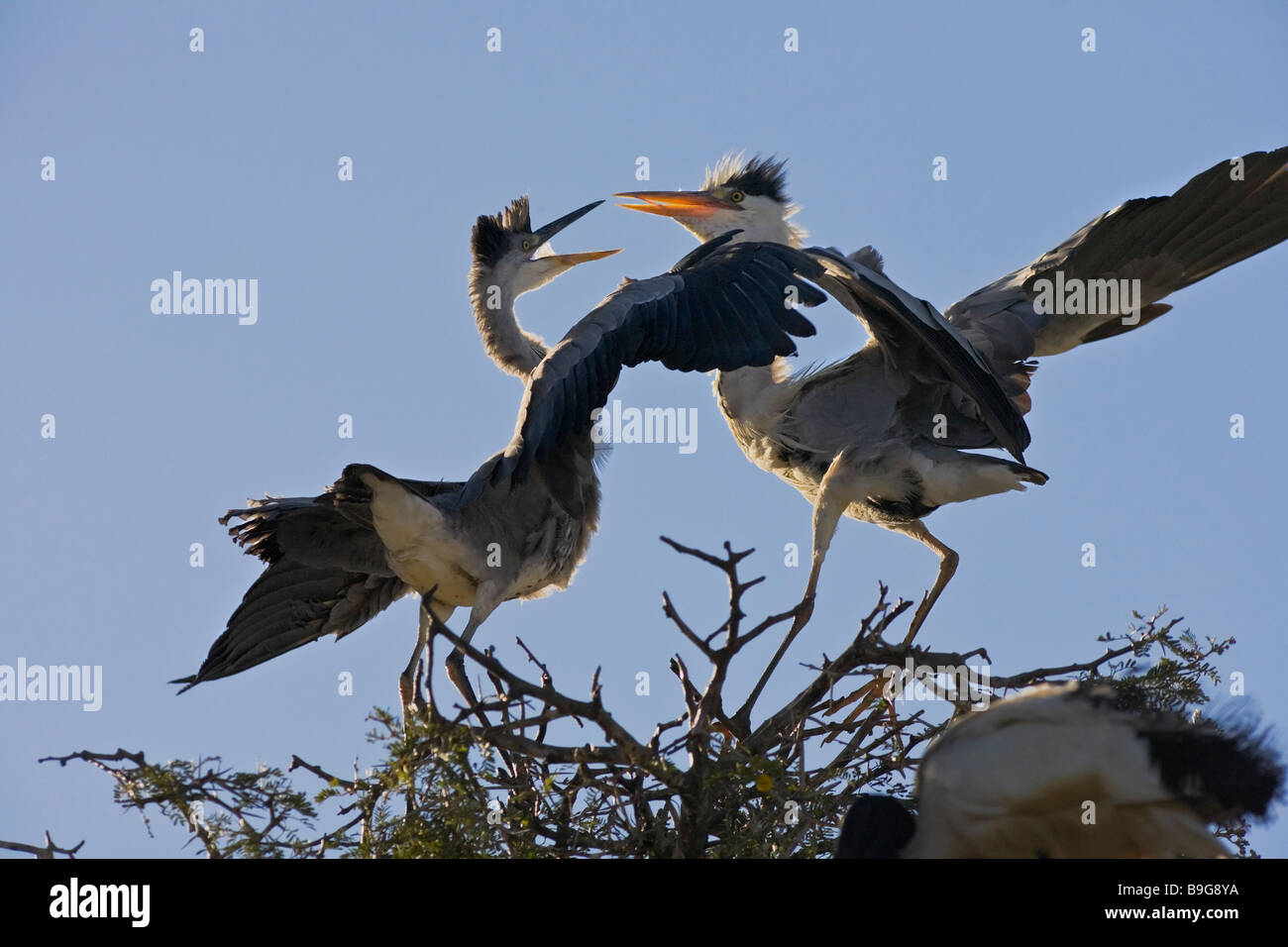 Great Blue Heron (Ardea herodias) feeding chicks. Kruger National Park ...