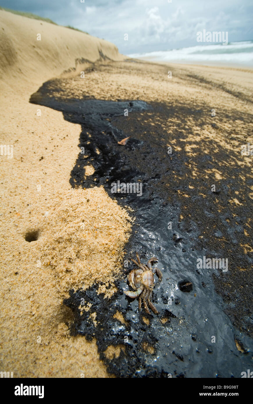 oil pollution on beach oil sludge kills wildlife . Pacific Adventurer ...
