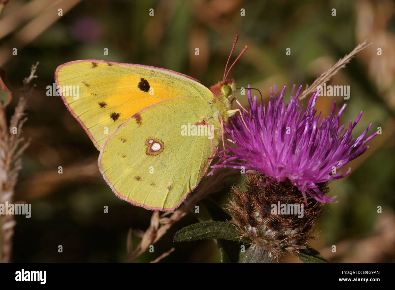 Clouded yellow Colias croceus Pieridae male on knapweed UK Stock Photo ...