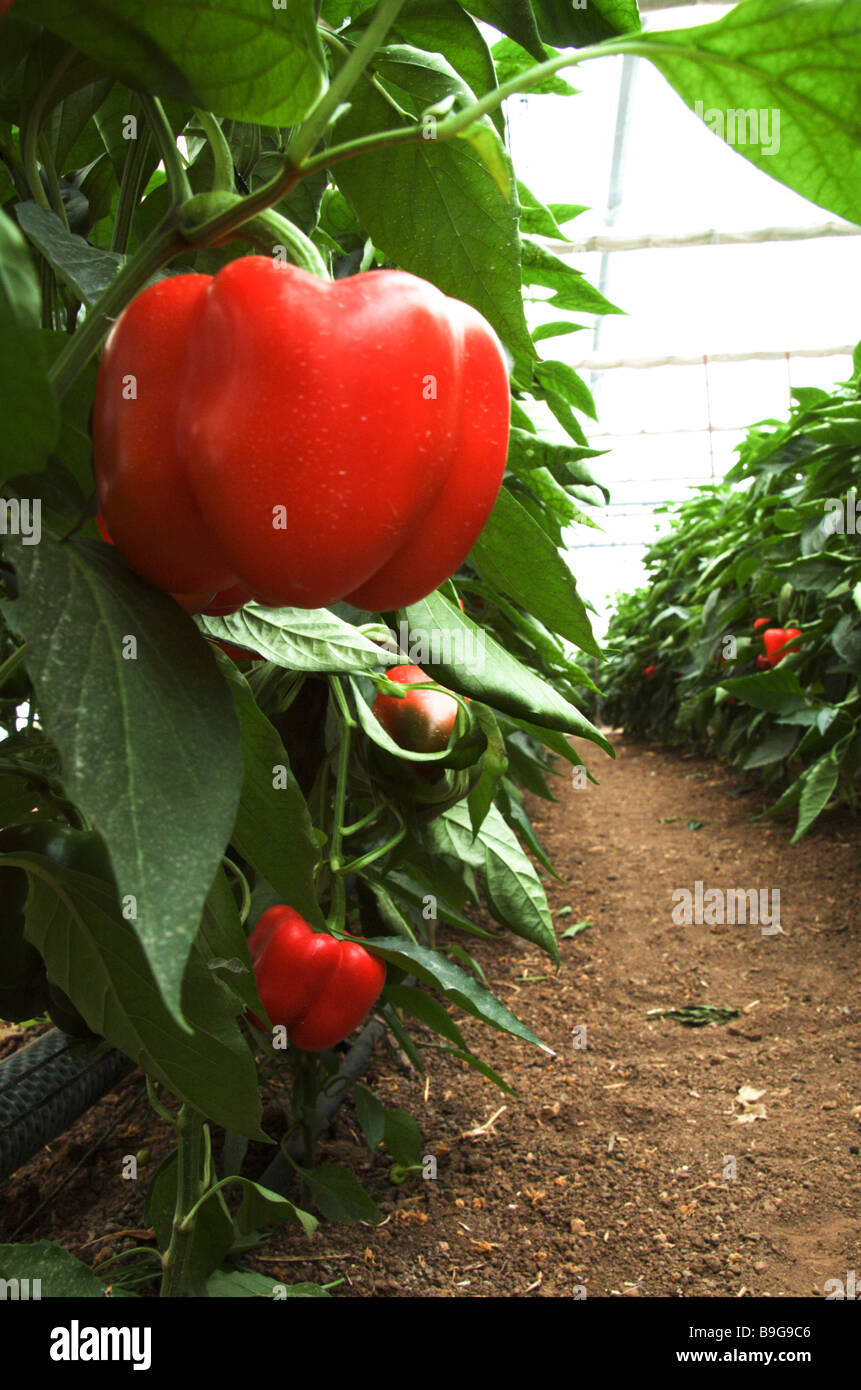 Israel Jordan Valley Doshan Farm Organic Bell Peppers Capsicum annuum ...