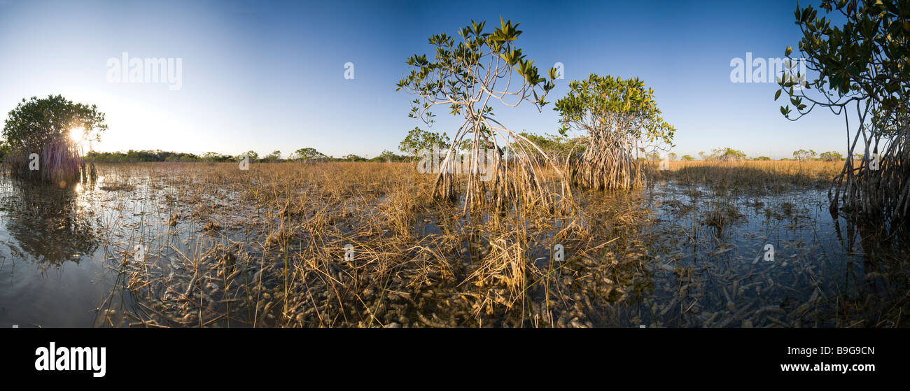Swamp red mangrove rhizophora mangle hi-res stock photography and ...