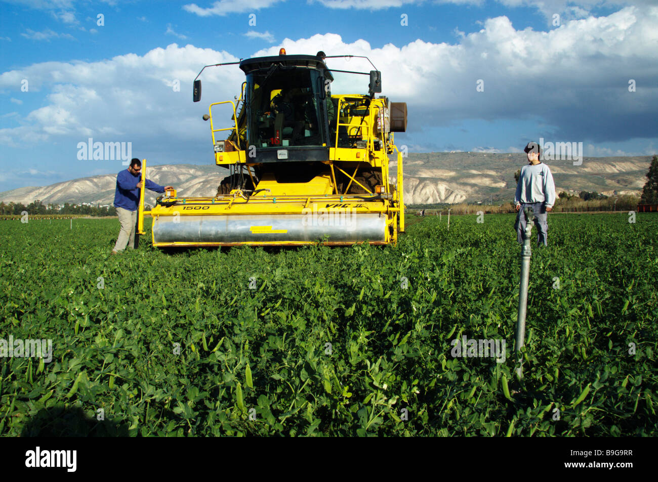 Israel Jordan Valley Kibbutz Ashdot Yaacov Pea picking Stock Photo - Alamy