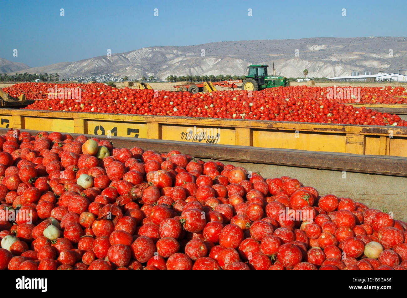 Israel Jordan Valley Kibbutz Ashdot Yaacov Tomato harvesting Stock ...